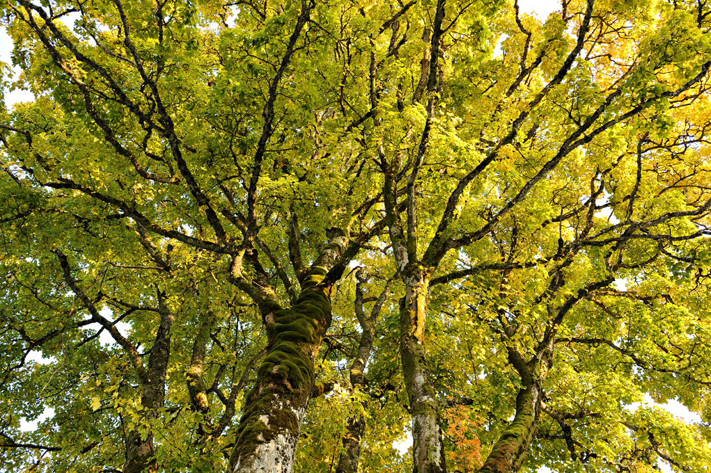 Arboretum du Lavot - ACANTHE Association comtoise des amis des jardins